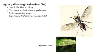 diptera oredr with important families of insect and their ...