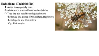 diptera oredr with important families of insect and their ...