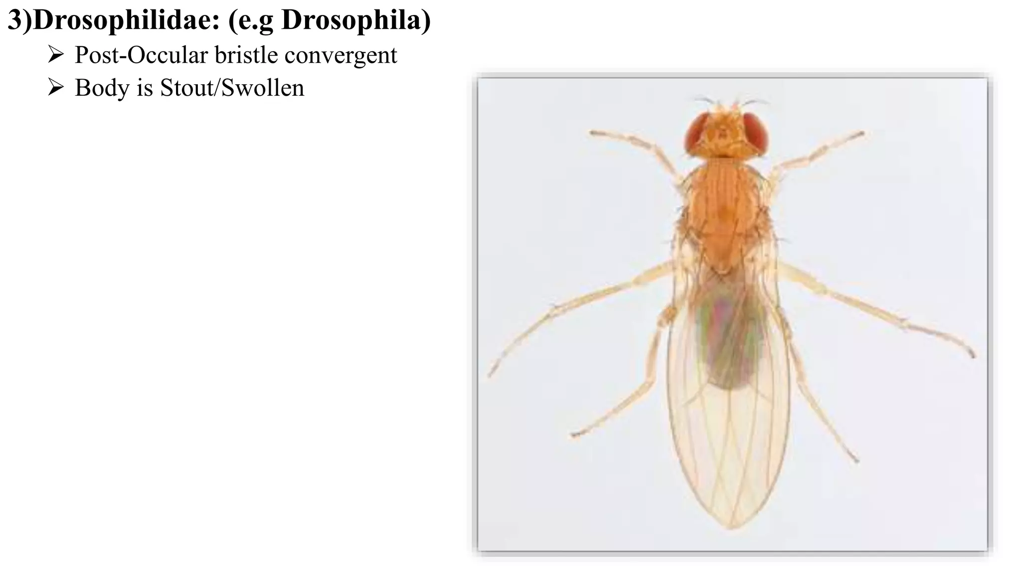 Order Diptera | PPTX