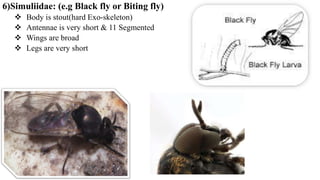 Order Diptera | PPTX