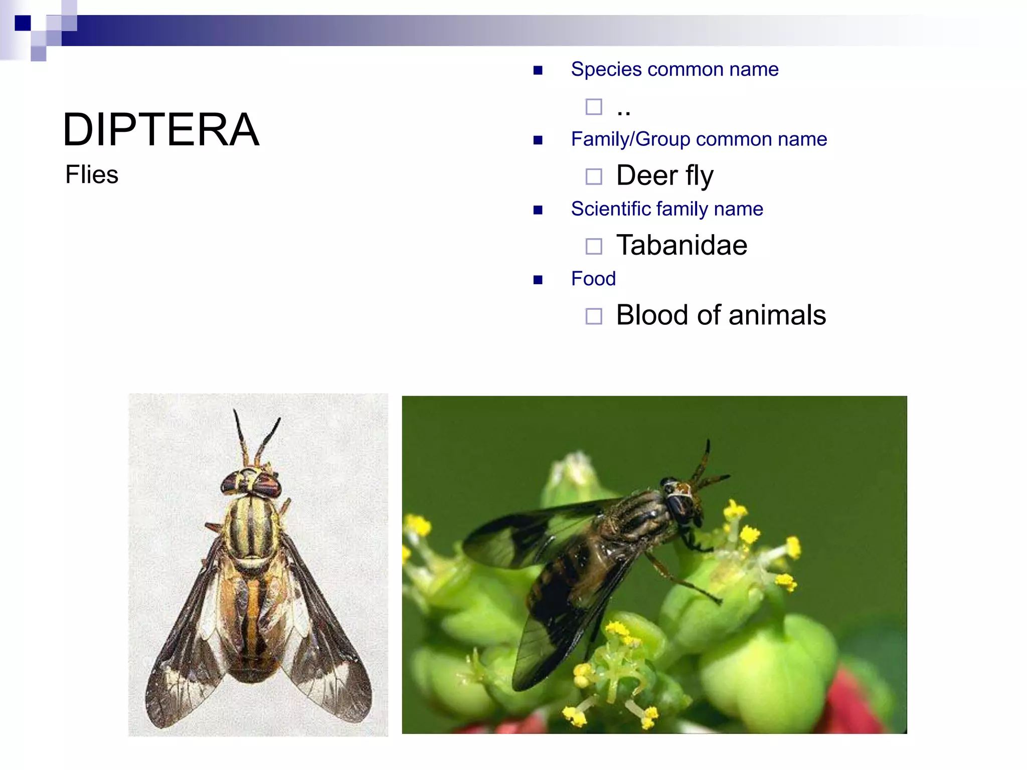diptera.ppt | Beekeeping | Hobbies & Interests