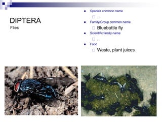 diptera.ppt