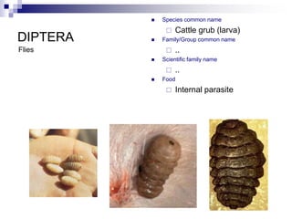 diptera.ppt