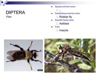 diptera.ppt