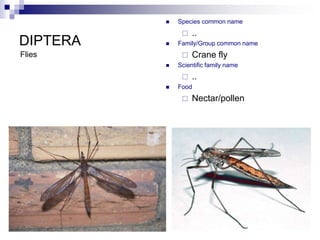 diptera.ppt