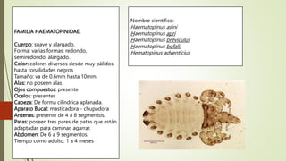 diptera - anoplura.pptx