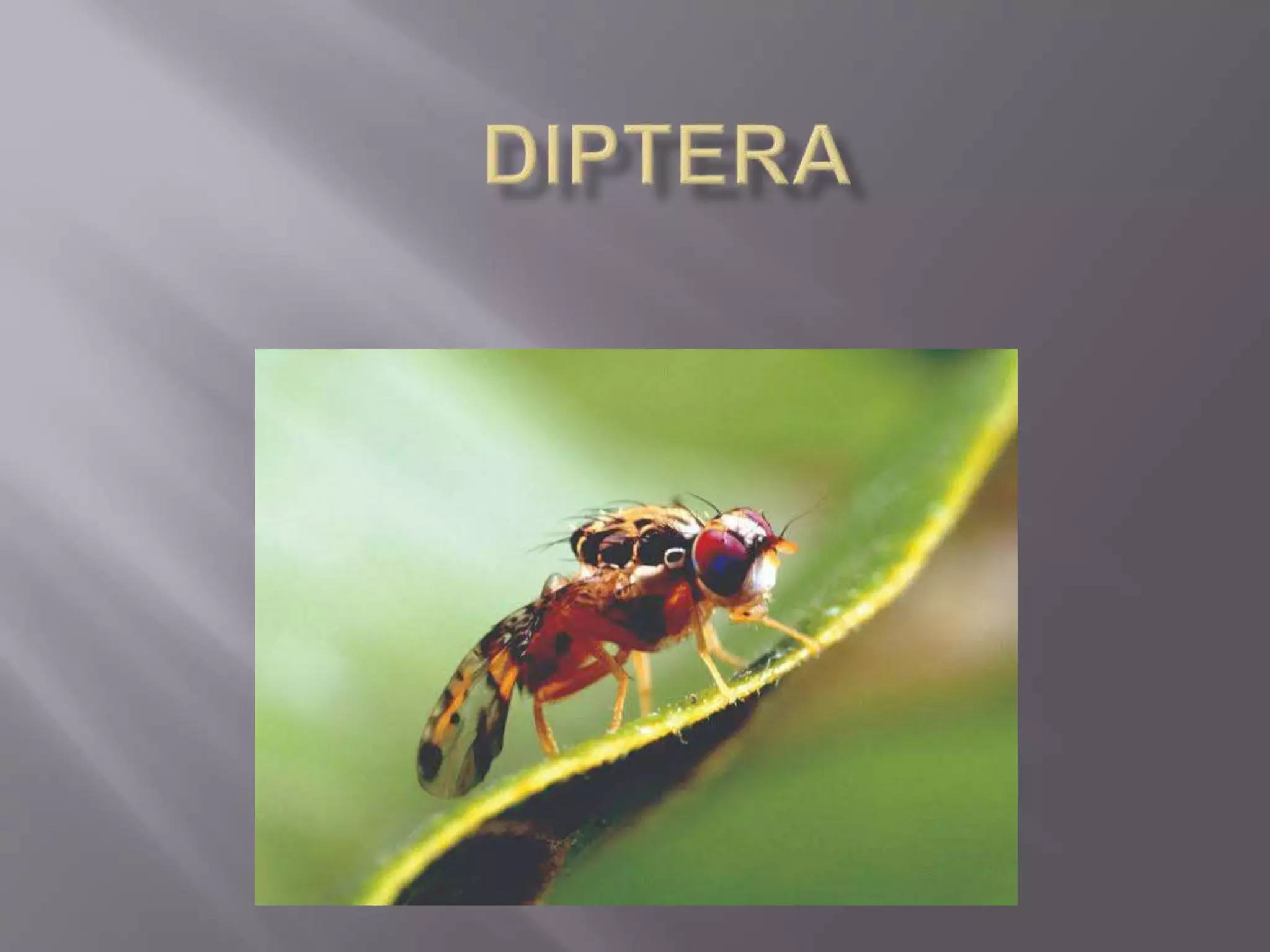 Diptera (Flies).pptx