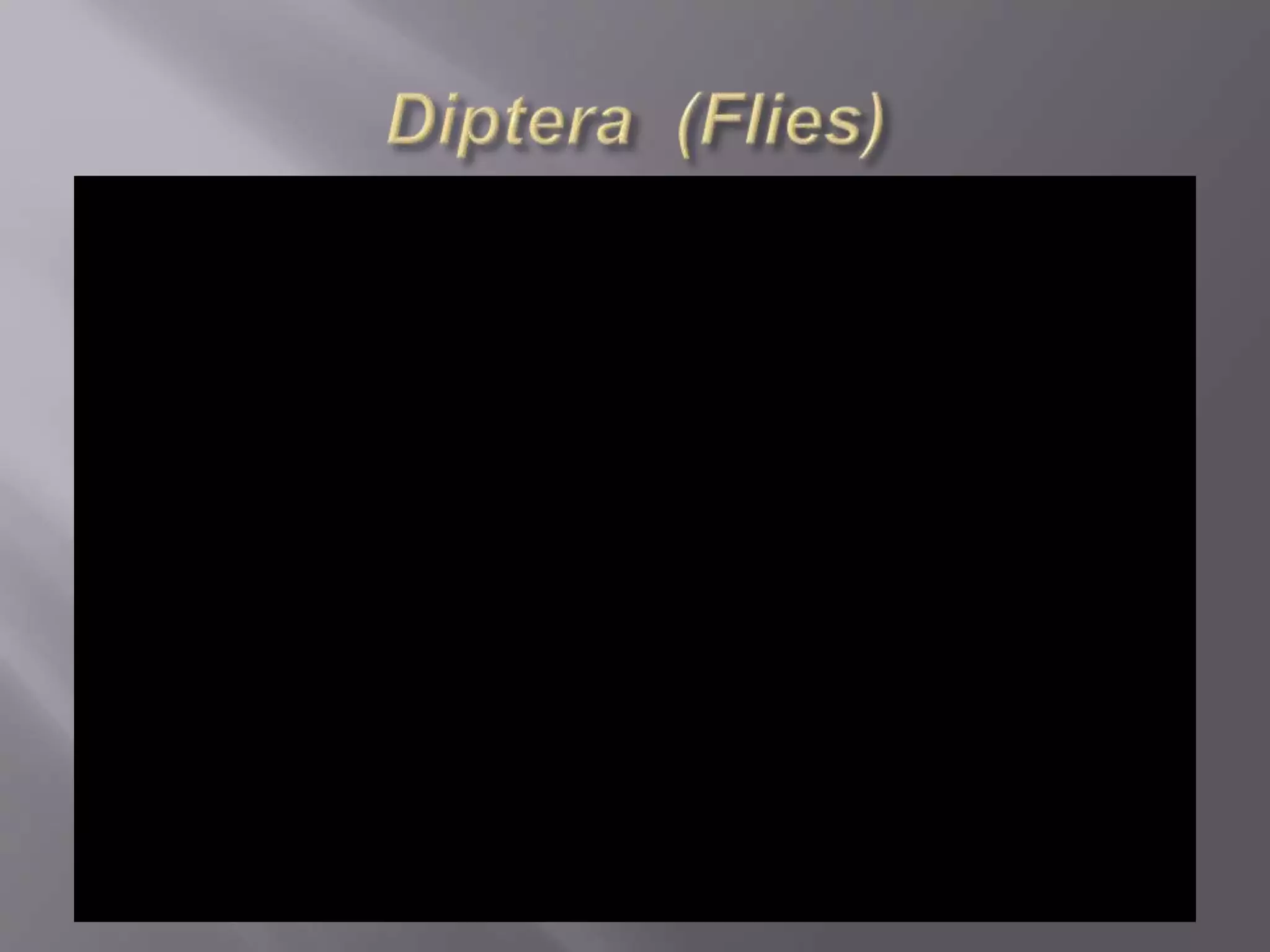 Diptera (Flies).pptx