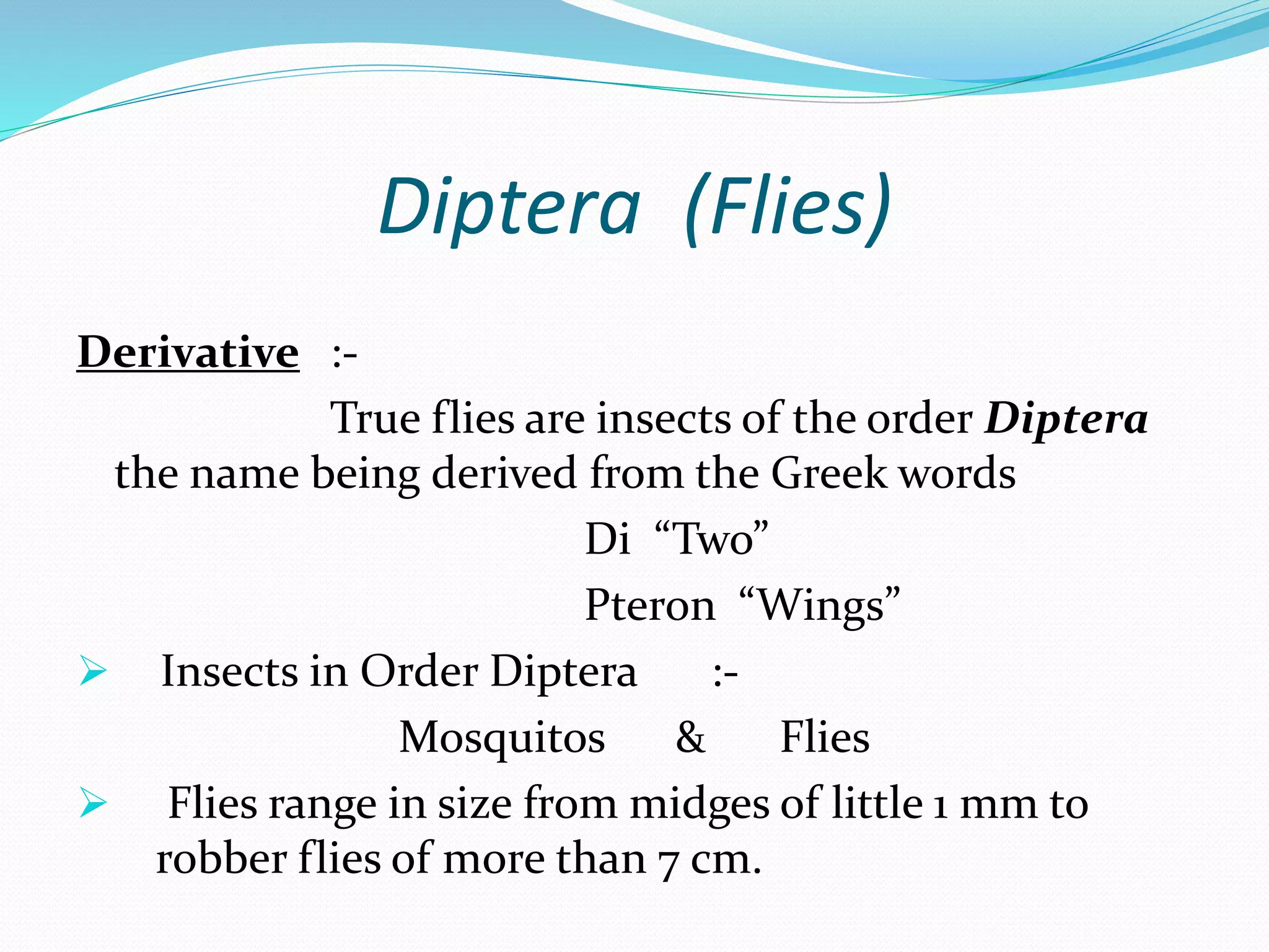 Diptera (Flies).pptx
