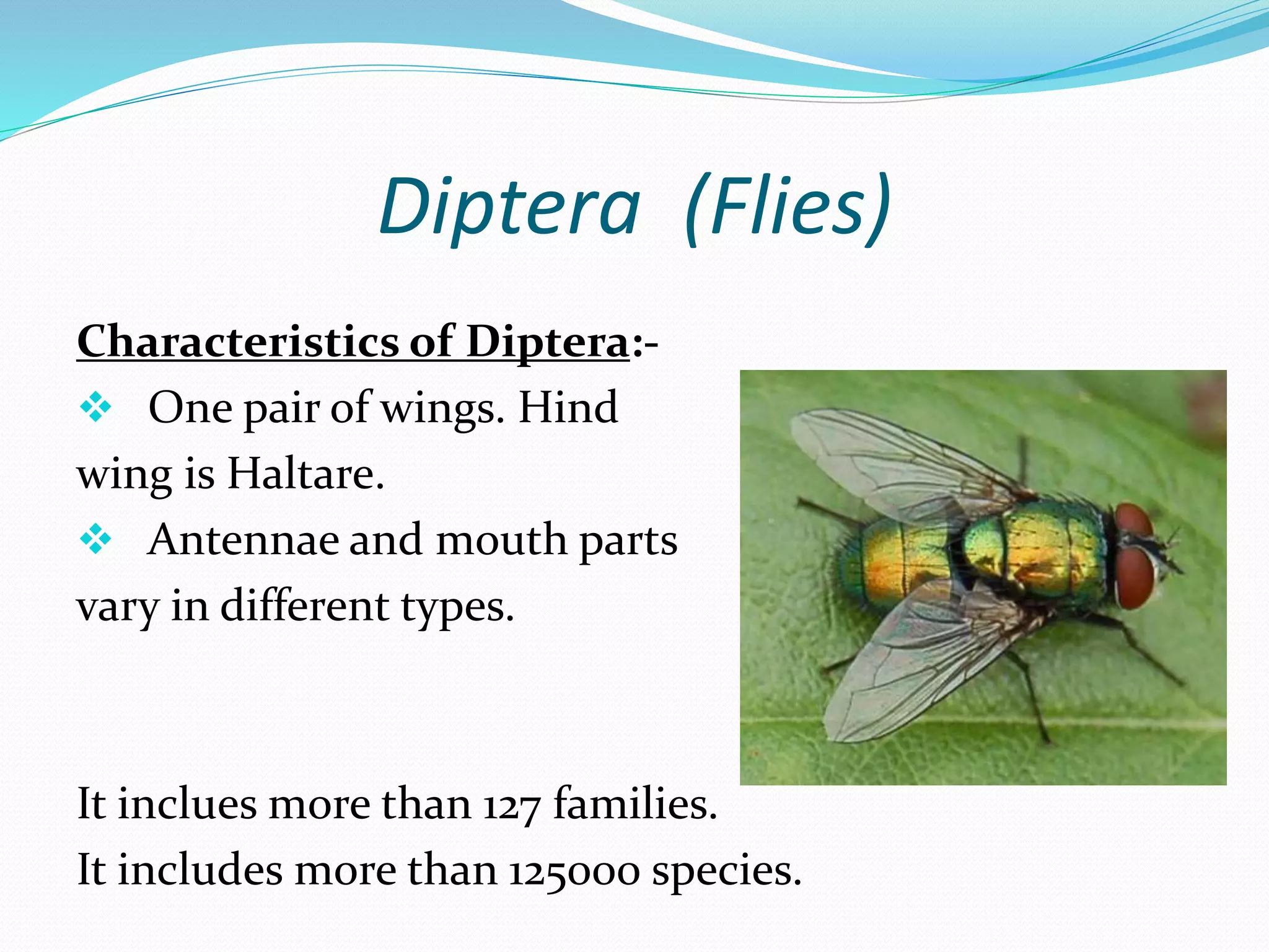 Diptera (Flies).pptx