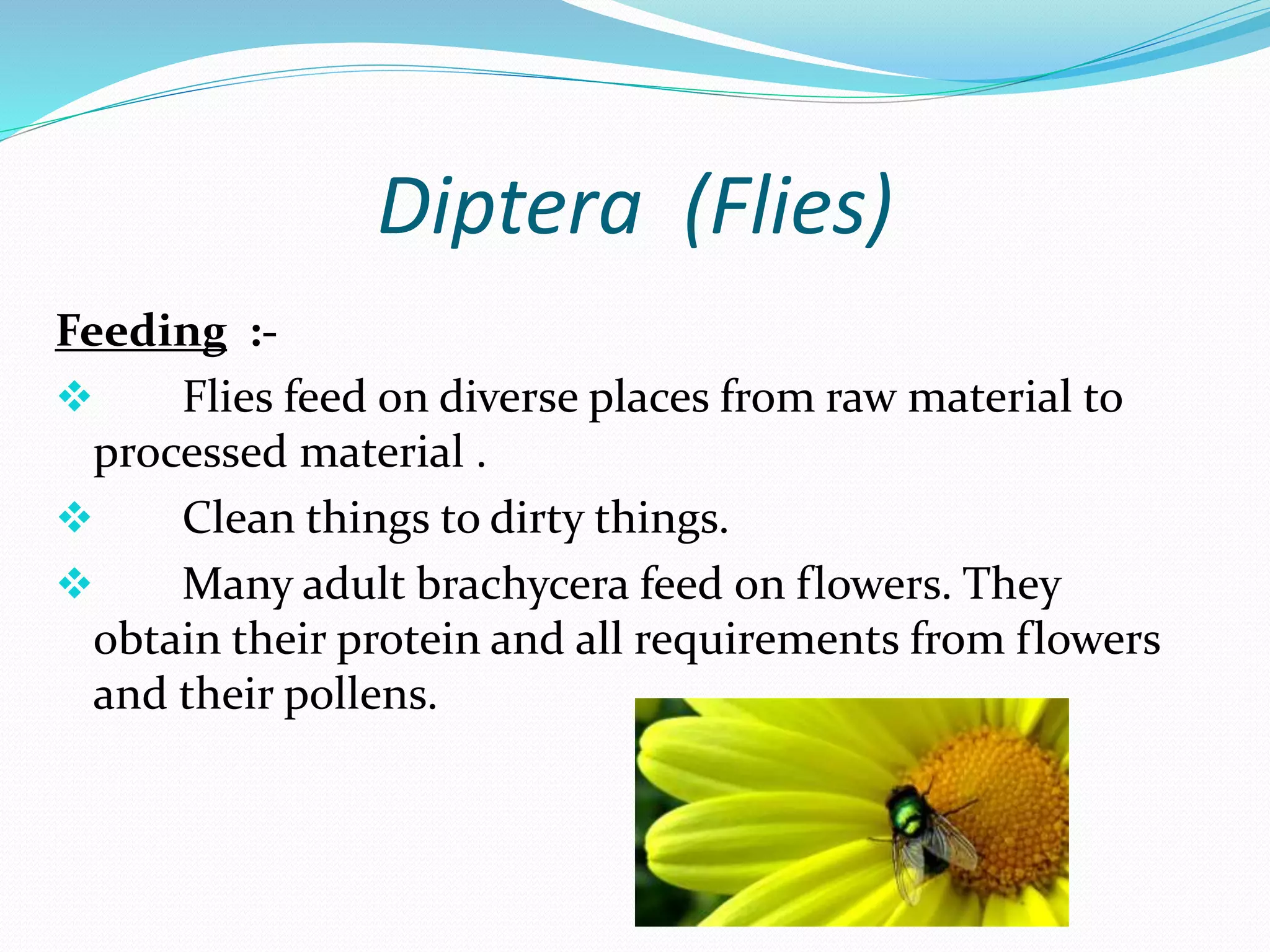 Diptera (Flies).pptx