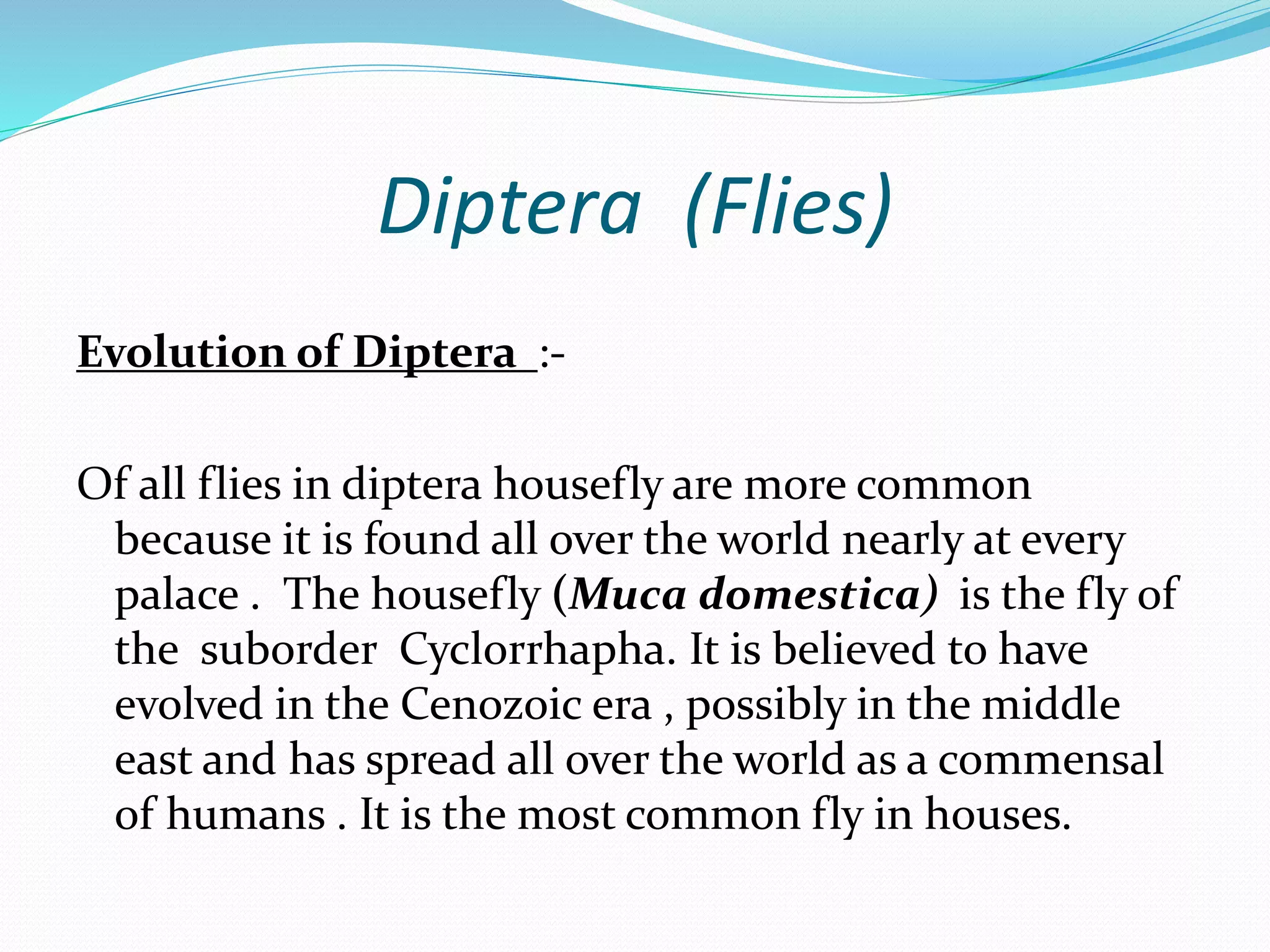 Diptera (Flies).pptx