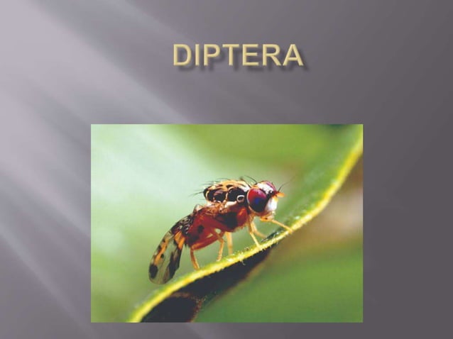 Diptera (Flies).pptx | Birdwatching | Hobbies & Interests