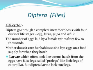 Diptera (Flies).pptx