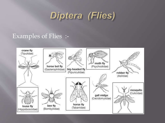 Diptera (Flies).pptx | Birdwatching | Hobbies & Interests