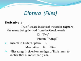 Diptera (Flies).pptx
