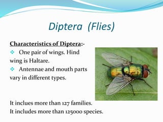 Diptera (Flies).pptx