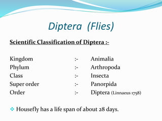 Diptera (Flies).pptx