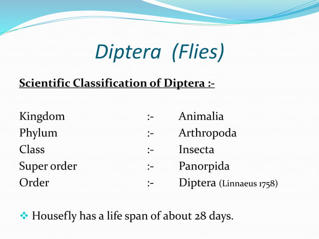 Diptera (Flies).pptx | Birdwatching | Hobbies & Interests