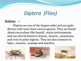 Diptera (Flies).pptx