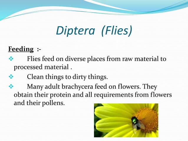 Diptera (Flies).pptx | Birdwatching | Hobbies & Interests