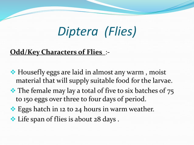 Diptera (Flies).pptx | Birdwatching | Hobbies & Interests