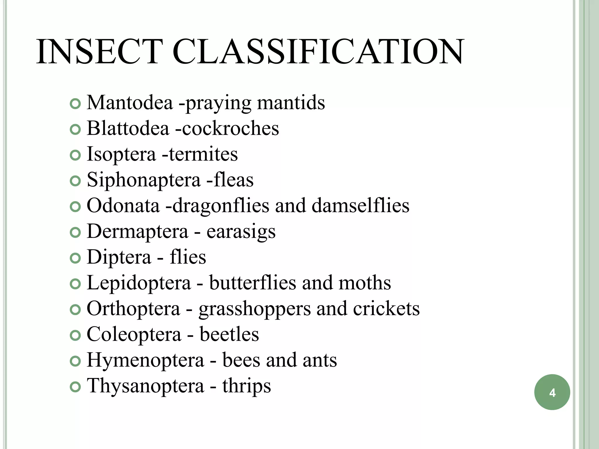 DIPTERA & THYSANOPTERA.pptx