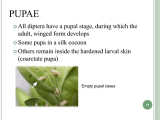 DIPTERA & THYSANOPTERA.pptx