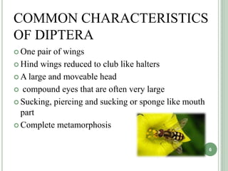 DIPTERA & THYSANOPTERA.pptx