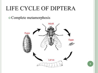 DIPTERA & THYSANOPTERA.pptx