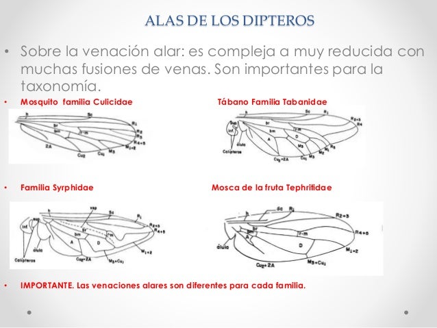 Dipteros