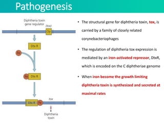 Diptheria | PPT
