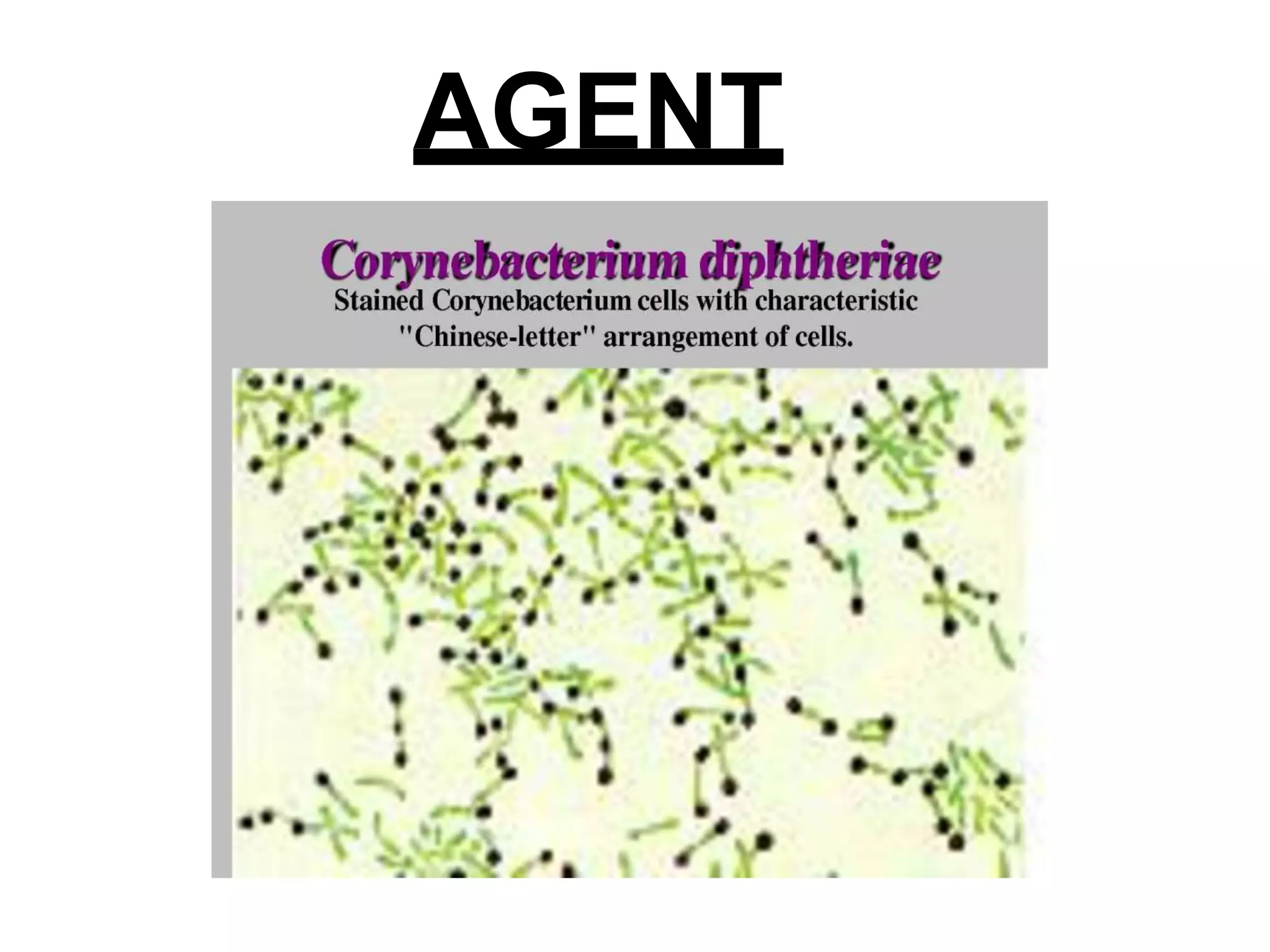 Diptheria Final.pptx