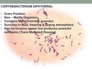 Diptheria (For Undergraduates) | PPTX