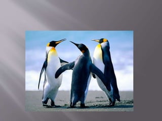 kensoft education | PPT