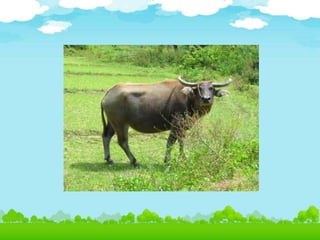 Diptonggo filipino | PPTX