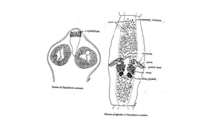 Dipylidium Slide Labeled