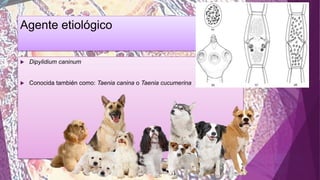 Dipylidium caninum clase | PDF