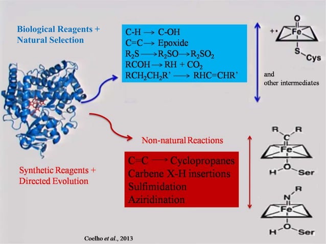 Directed evolution of enzymes | PPTX | Biotech and Biomedical Industry ...