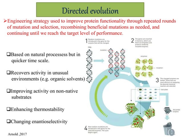 Directed evolution of enzymes | PPTX | Biotech and Biomedical Industry | Industries