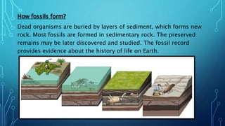 Direct evidence of evolution.pptx