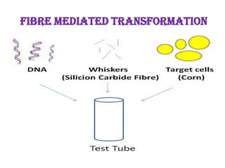 Direct gene transfer | PDF