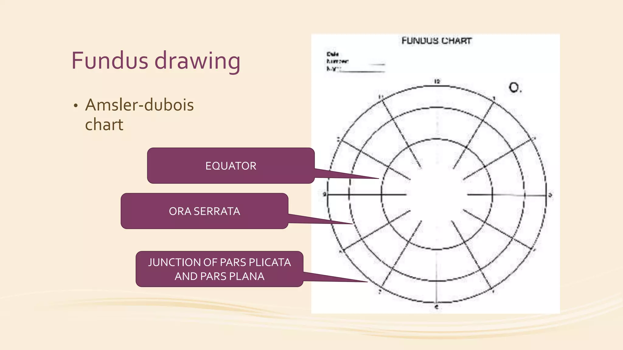 Direct & indirect ophthalmoscopy | PPTX