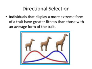 Directional Selection Definition