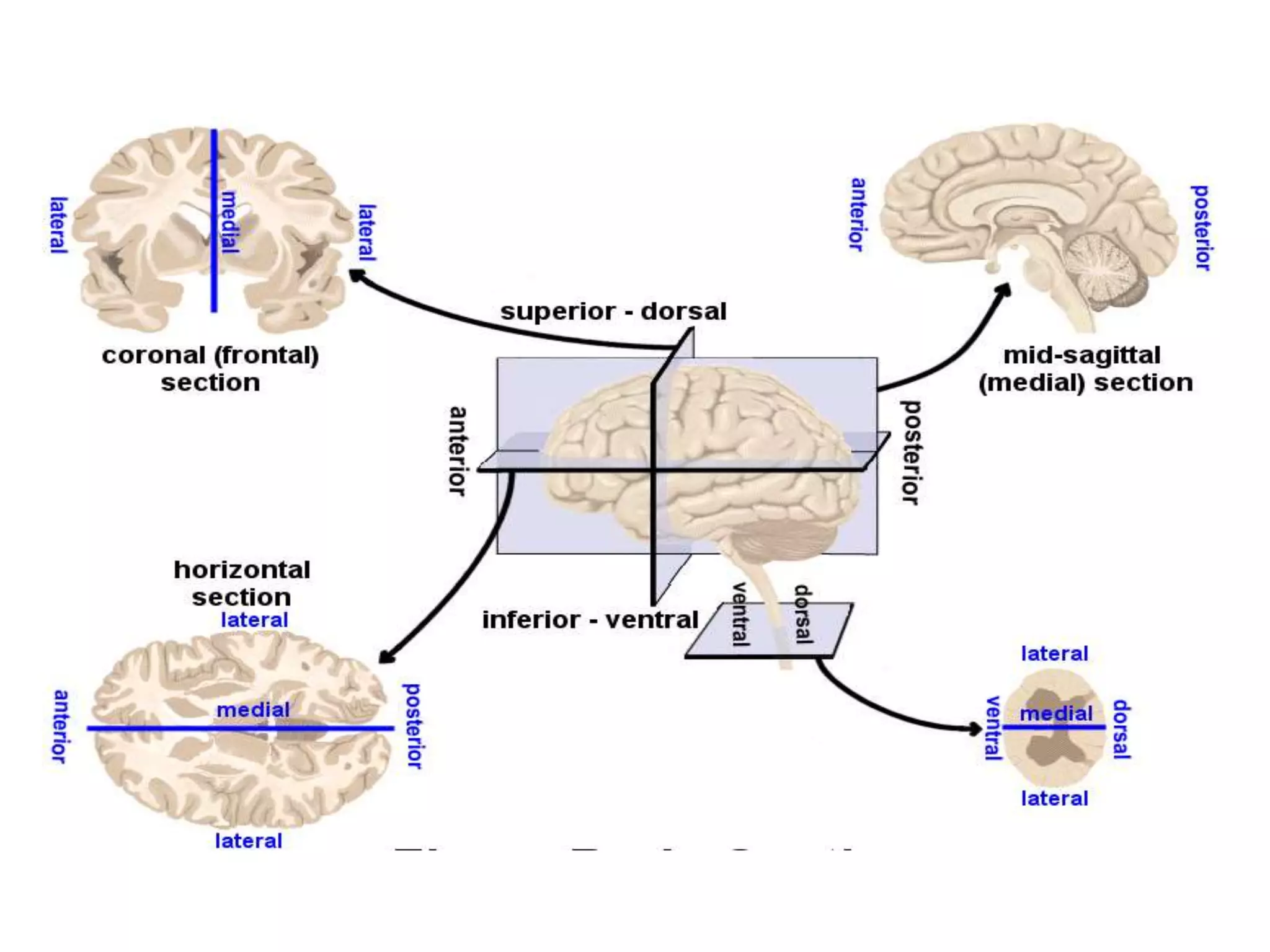Directional Terminology & Planes of the Brain.pptx