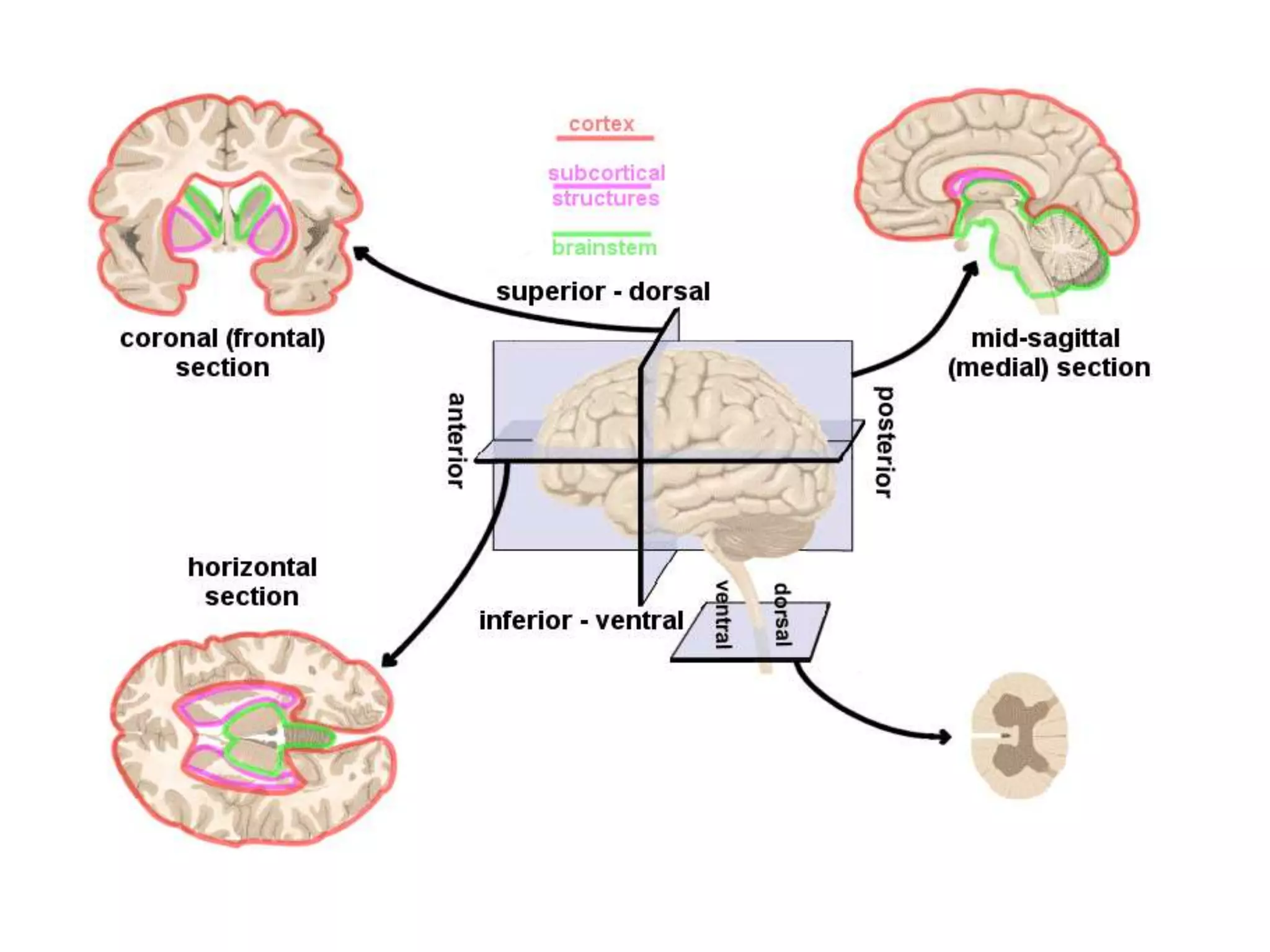 Directional Terminology & Planes of the Brain.pptx