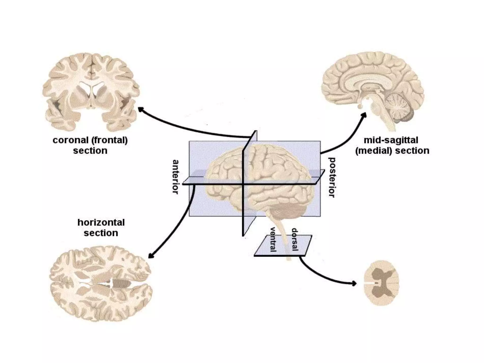 Directional Terminology & Planes of the Brain.pptx