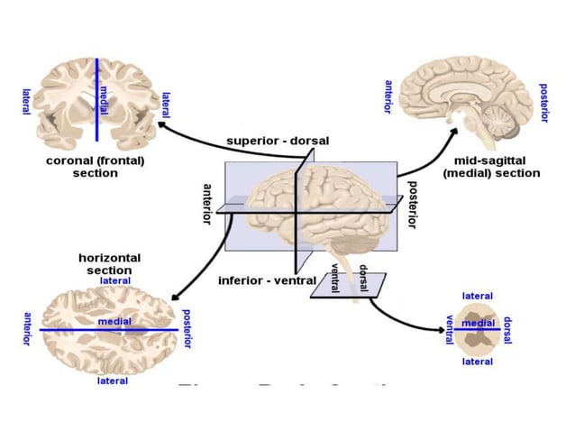 Directional Terminology & Planes of the Brain.pptx