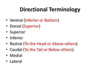 Directional Terminology & Planes of the Brain.pptx