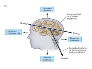 Directional Terminology & Planes of the Brain.pptx